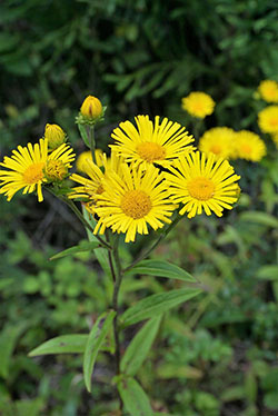 Web「ASO 野の花」図鑑